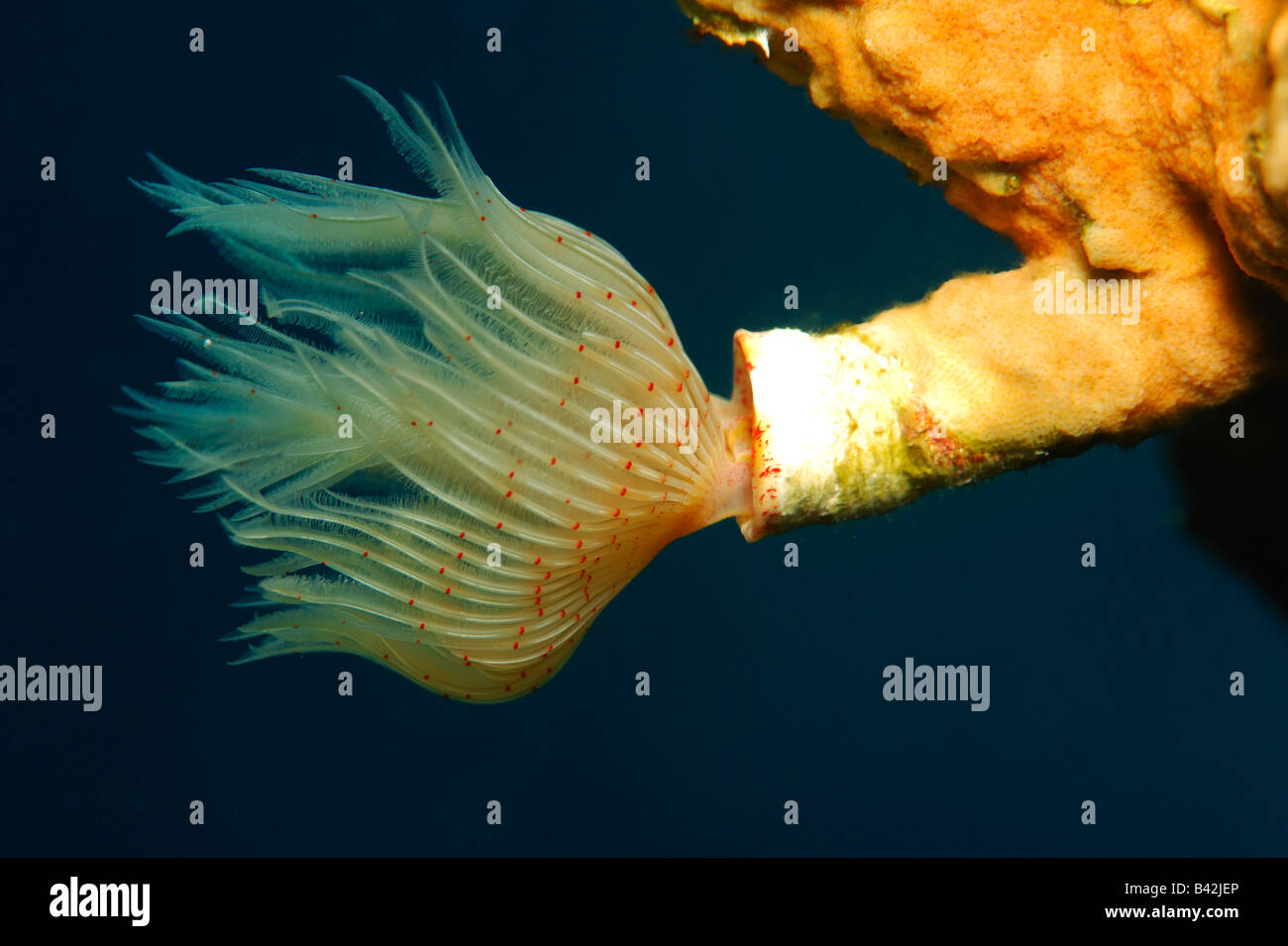 Protula spec hi-res stock photography and images - Alamy