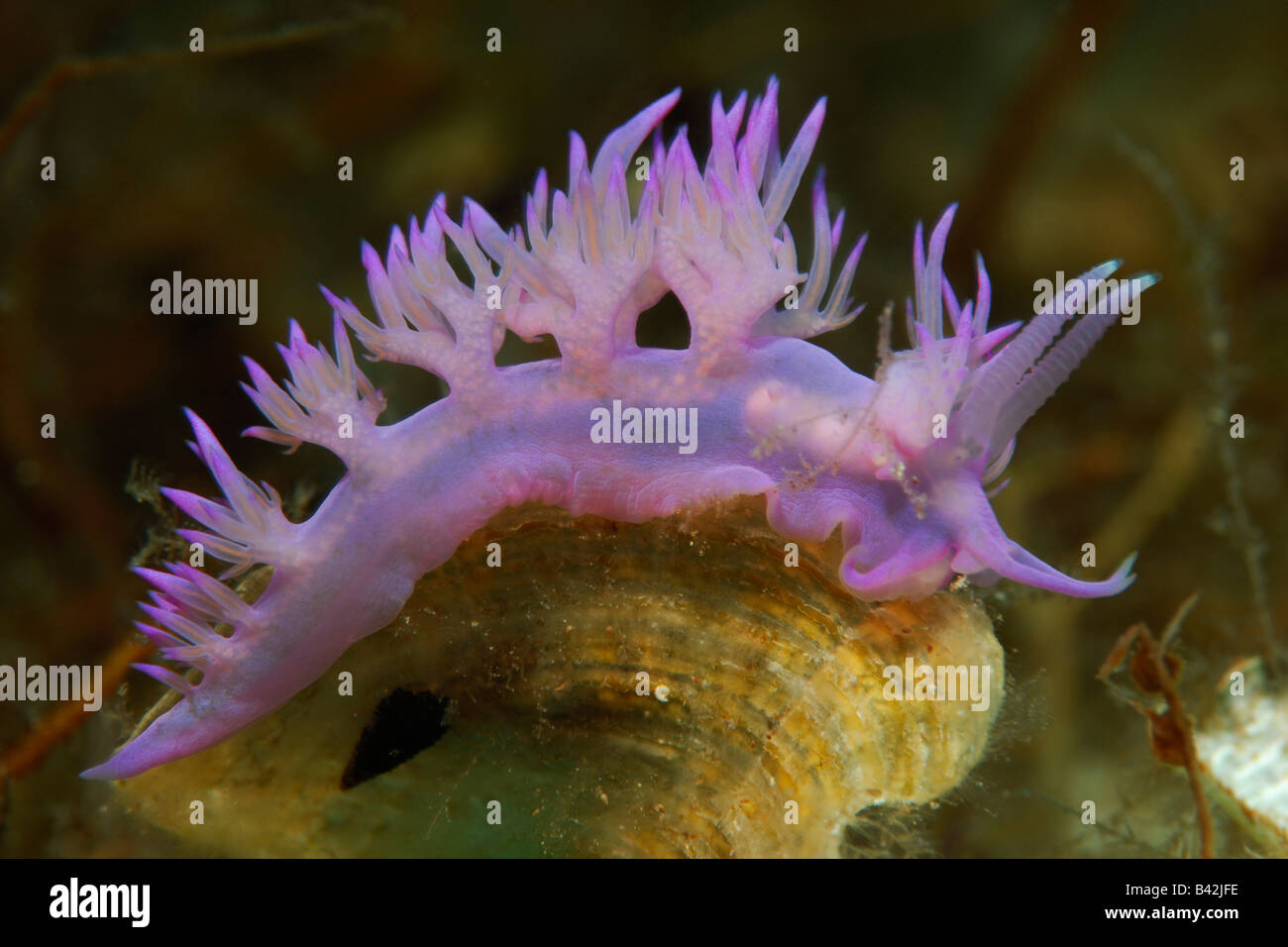 Purple Sea Slug