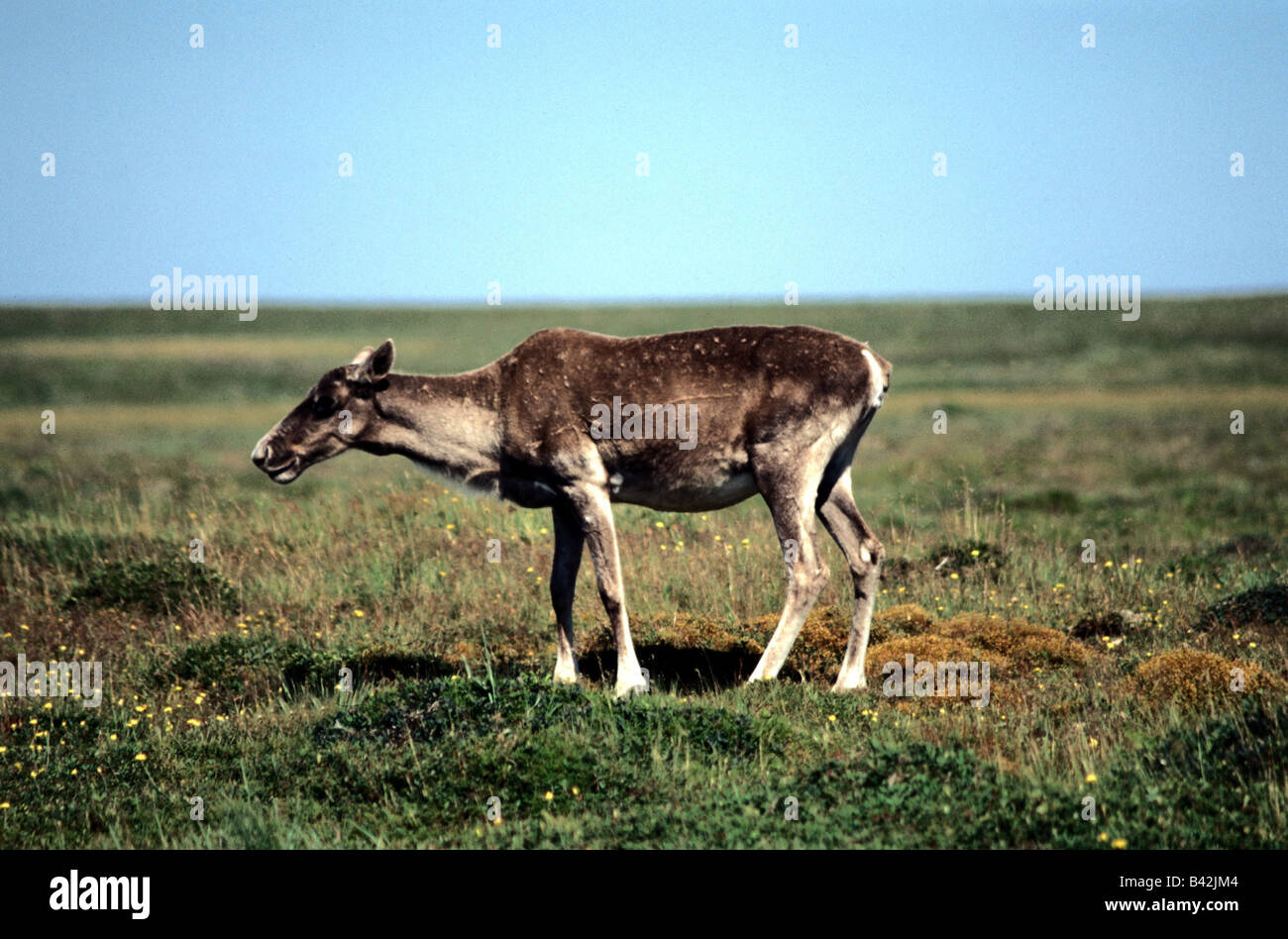 zoology / animals, mammal / mammalian, Caribou, (Rangifer tarandous ...