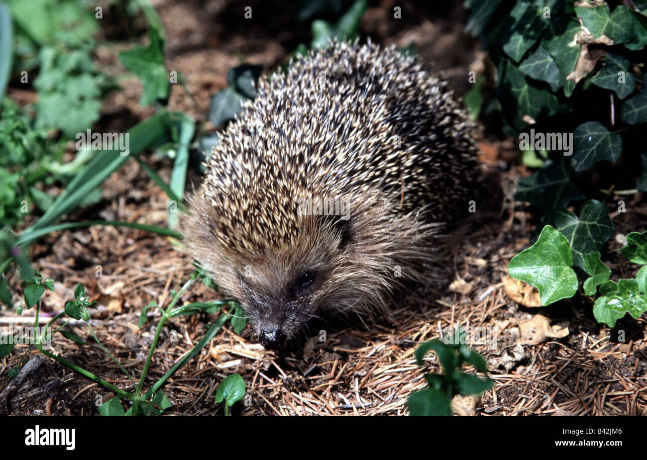 Hedgehog cub hi-res stock photography and images - Alamy