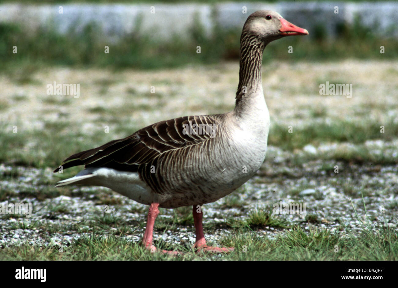 zoology, animals, birds, goose, graylag goose, (Anser Anser ...