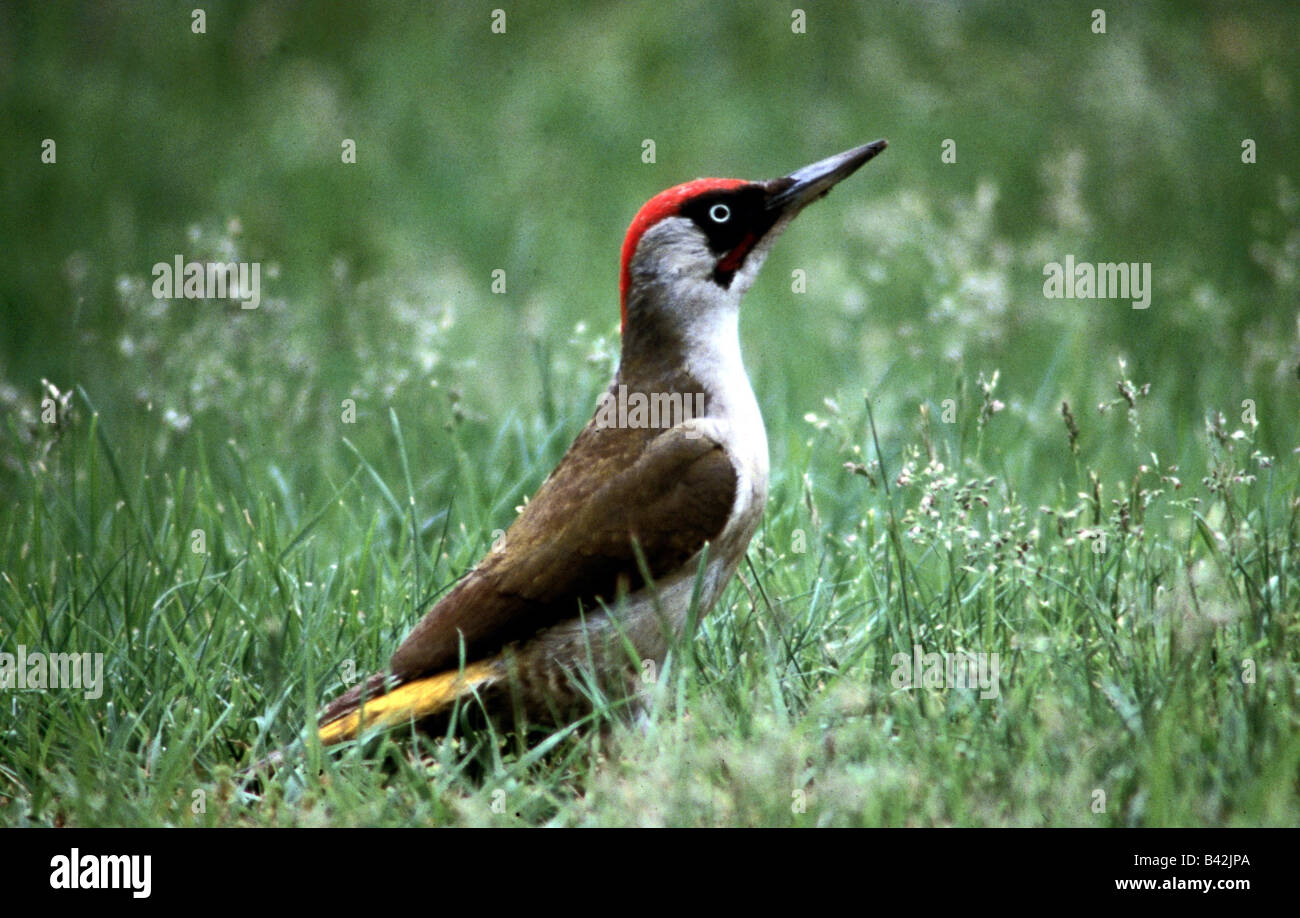 zoology / animals, avian / bird, Green Woodpecker, (Picus viridis ...