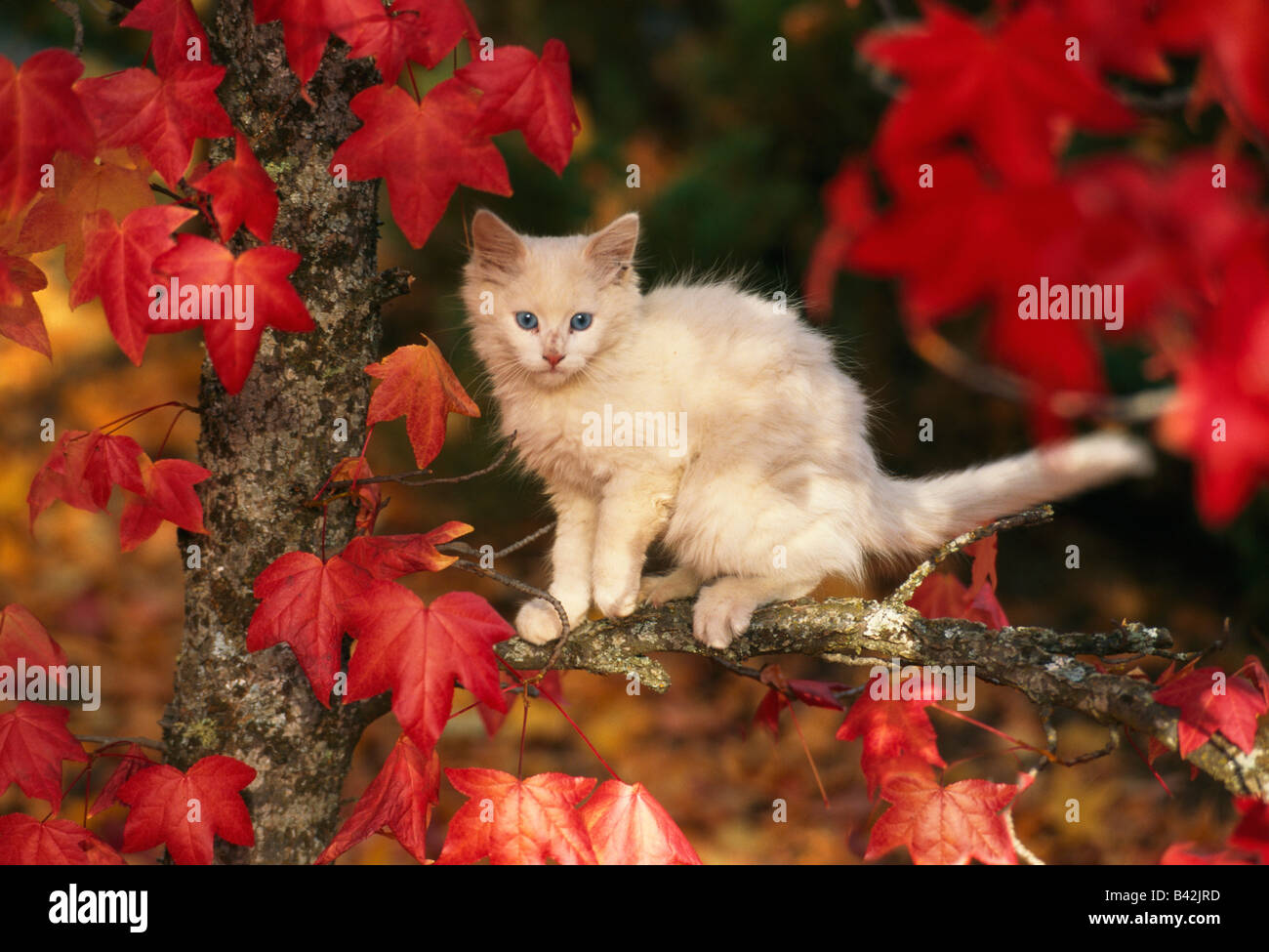 Juvenile kitten sitting on branch, fall foliage Stock Photo - Alamy