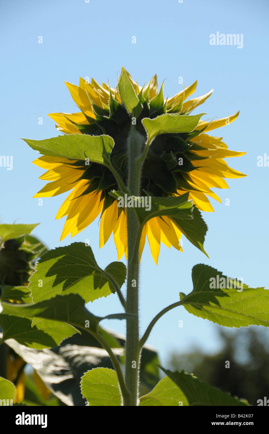 Backside of sunflower hi-res stock photography and images - Alamy