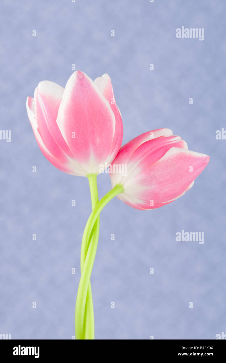Two colour tulips hi-res stock photography and images - Alamy