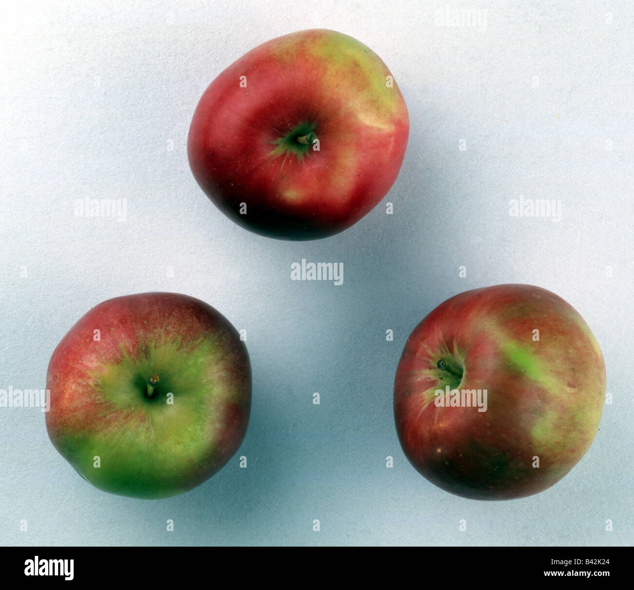 Botany paradise apple malus communis hi-res stock photography and ...