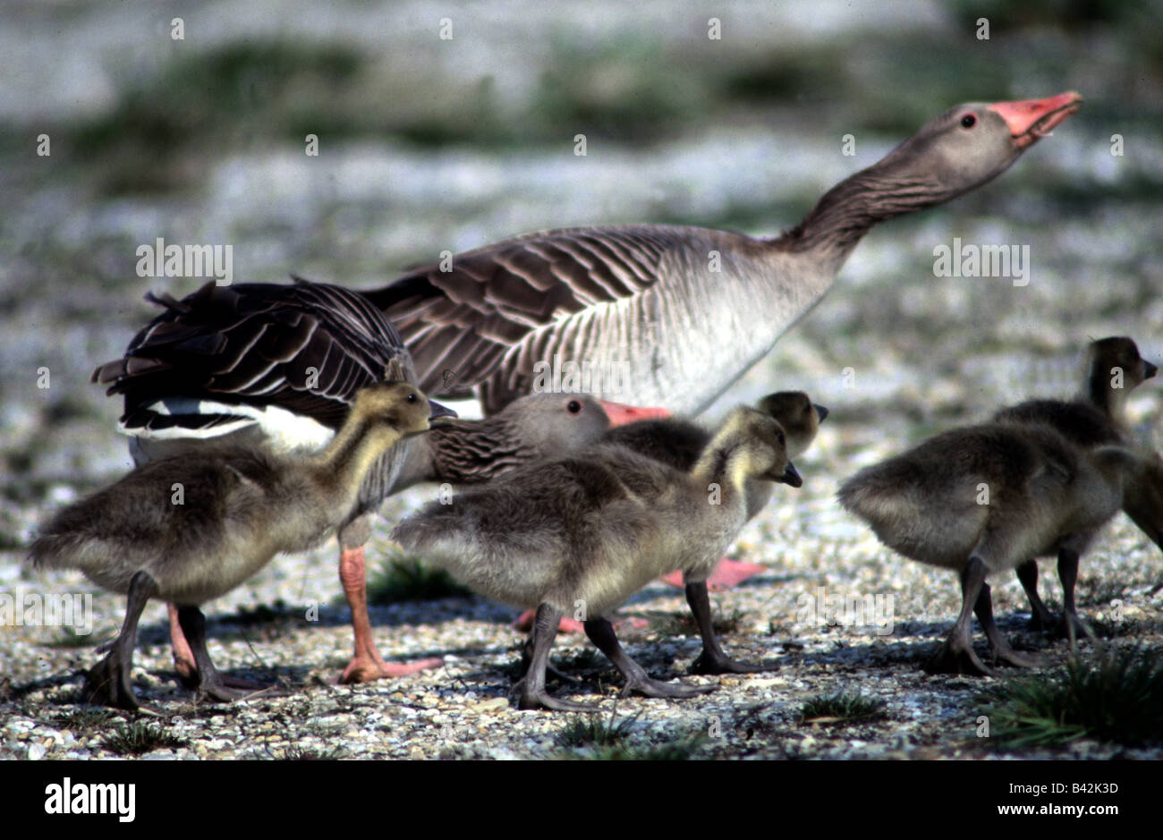 zoology, animals, birds, goose, graylag goose, (Anser Anser), female ...