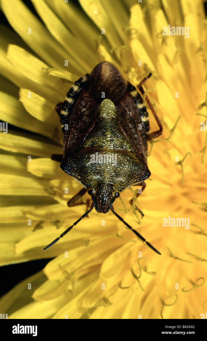 zoology / animals, insect, bugs, Forest Bug, (Pentatoma rufipes ...