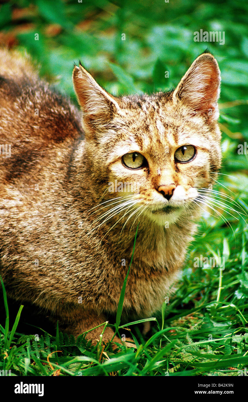 Feli silvestris hi-res stock photography and images - Alamy