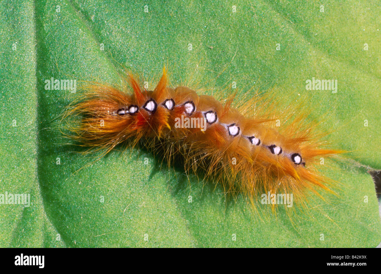 Sycamore moth acronicta aceris hi-res stock photography and images - Alamy