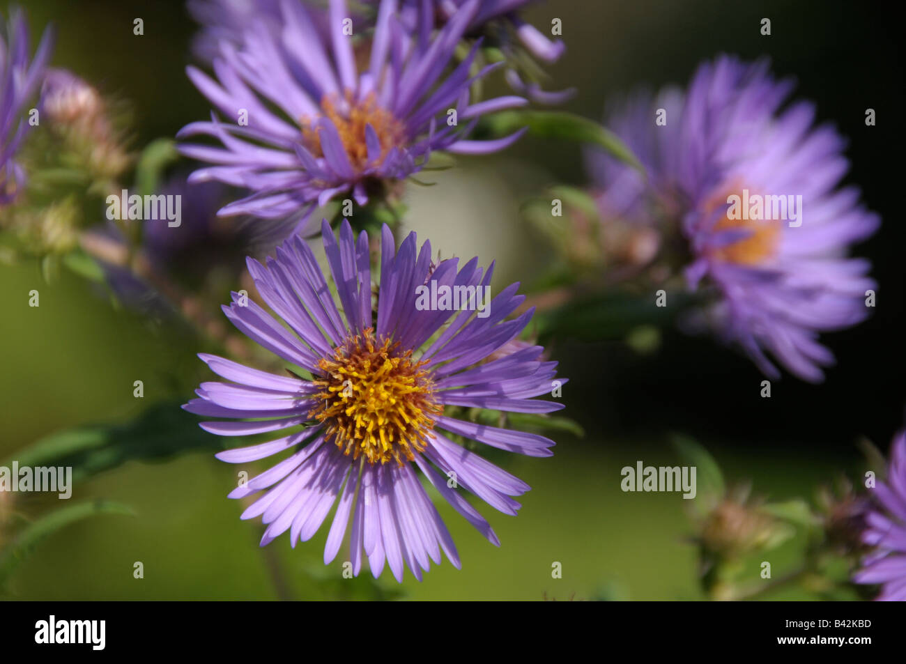 Blue aster flowers hi-res stock photography and images - Alamy