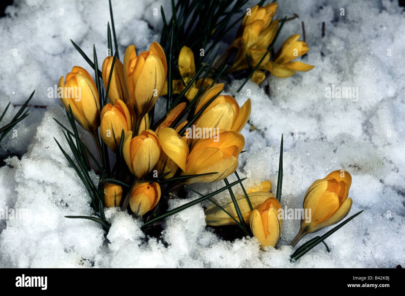 botany, crocus, (Crocus), Yellow crocus, (Crocus flavus), under snow ...
