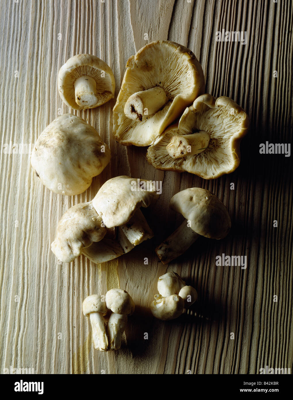 Wood hedgehog mushrooms Stock Photo - Alamy