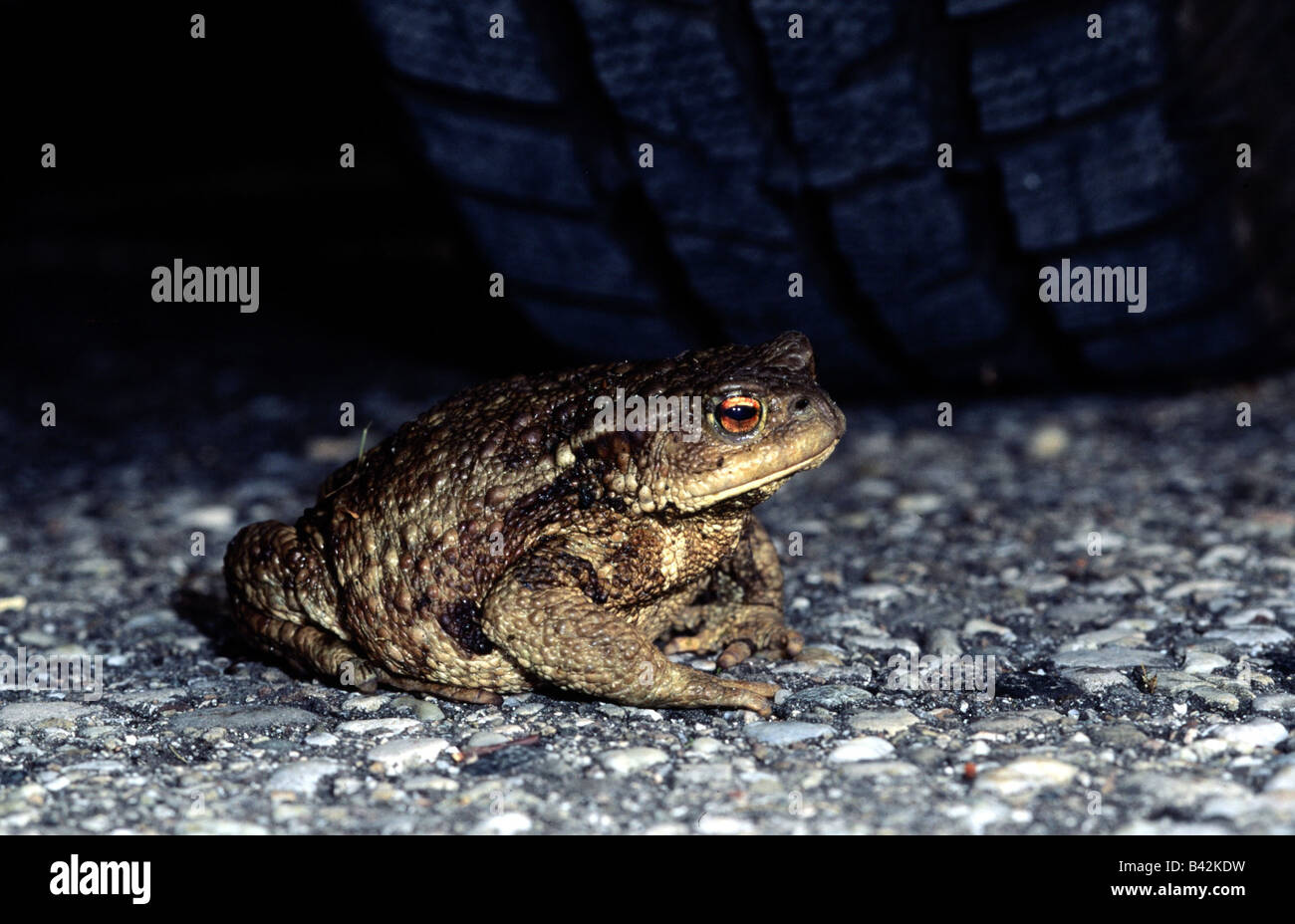 zoology / animals, amphibia, Bufonidae, Common Toad (Bufo bufo), street ...