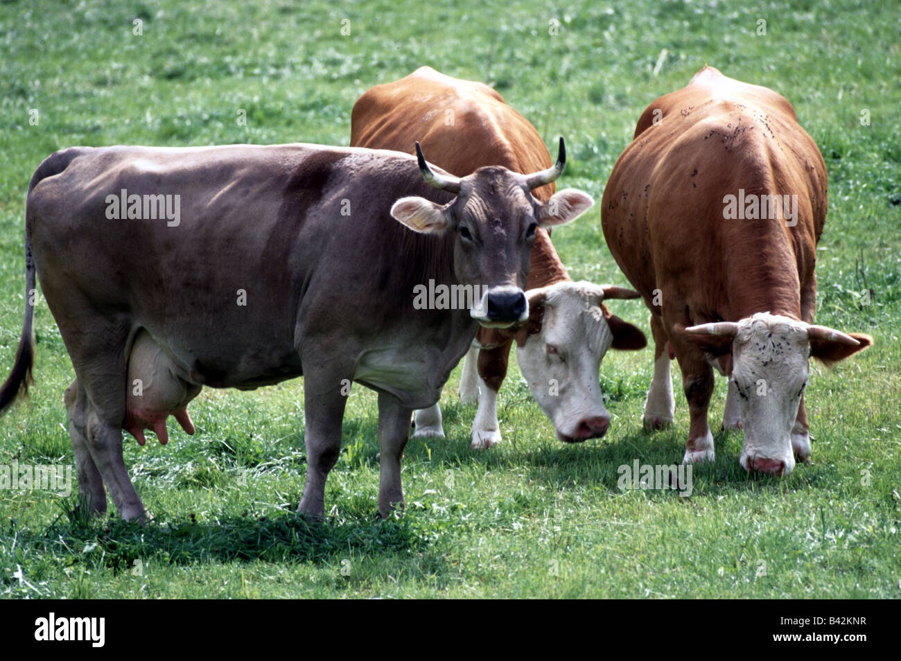 zoology / animals, mammal / mammalian, cattle, (Bos), domestic cattle ...