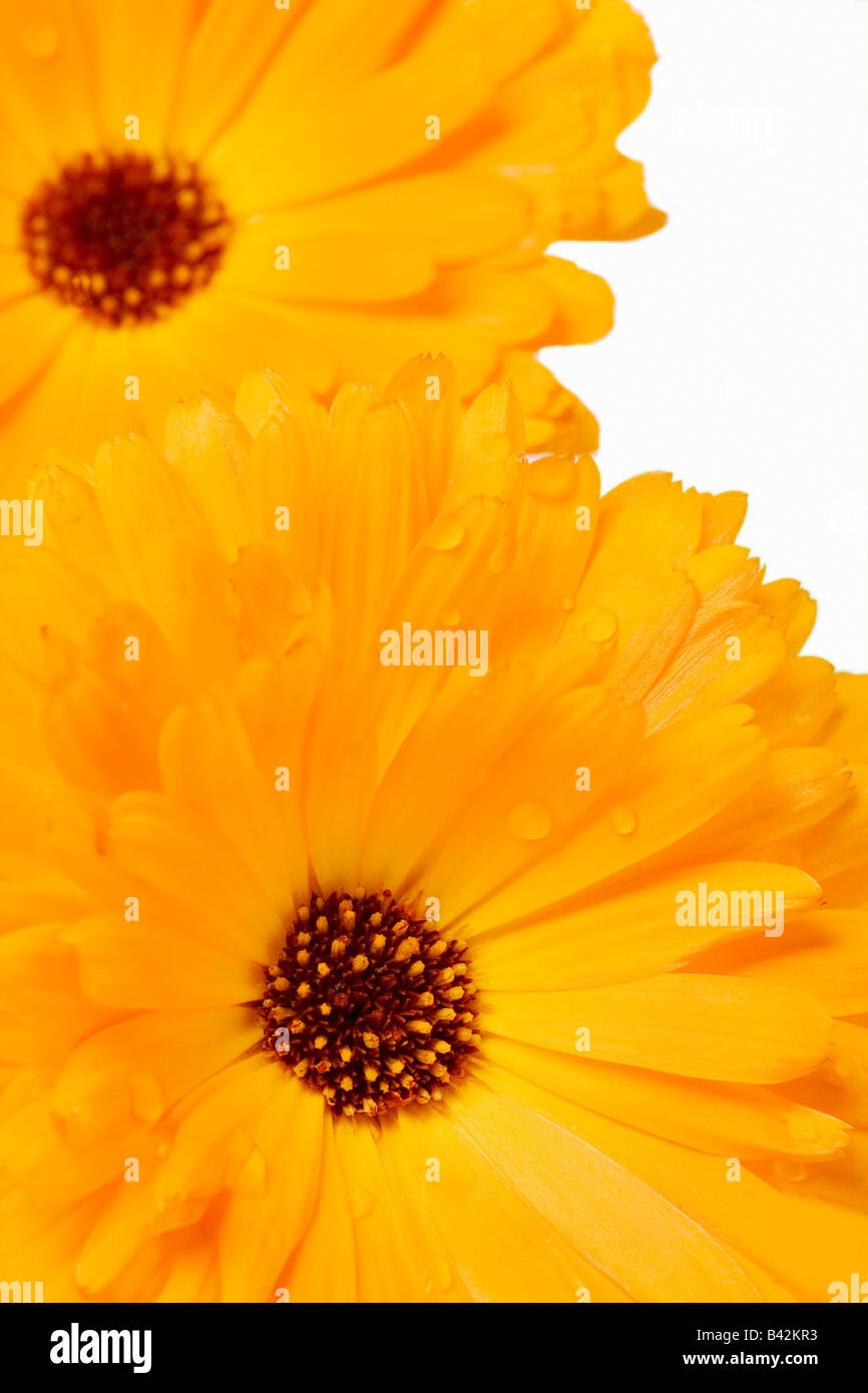 Calendula officinalis Pot Marigold Stock Photo - Alamy