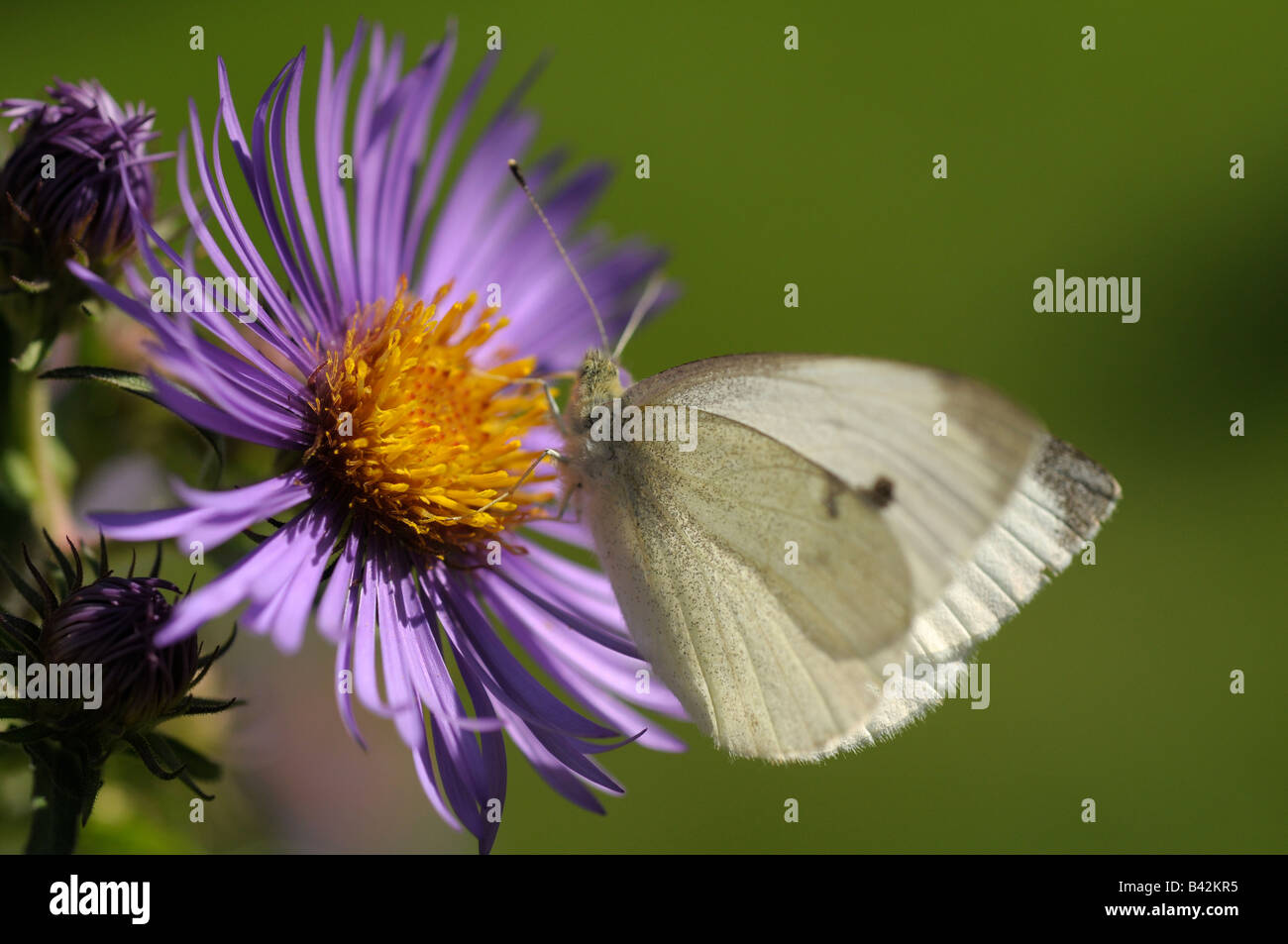 White Pieris butterfly on blue aster Stock Photo - Alamy