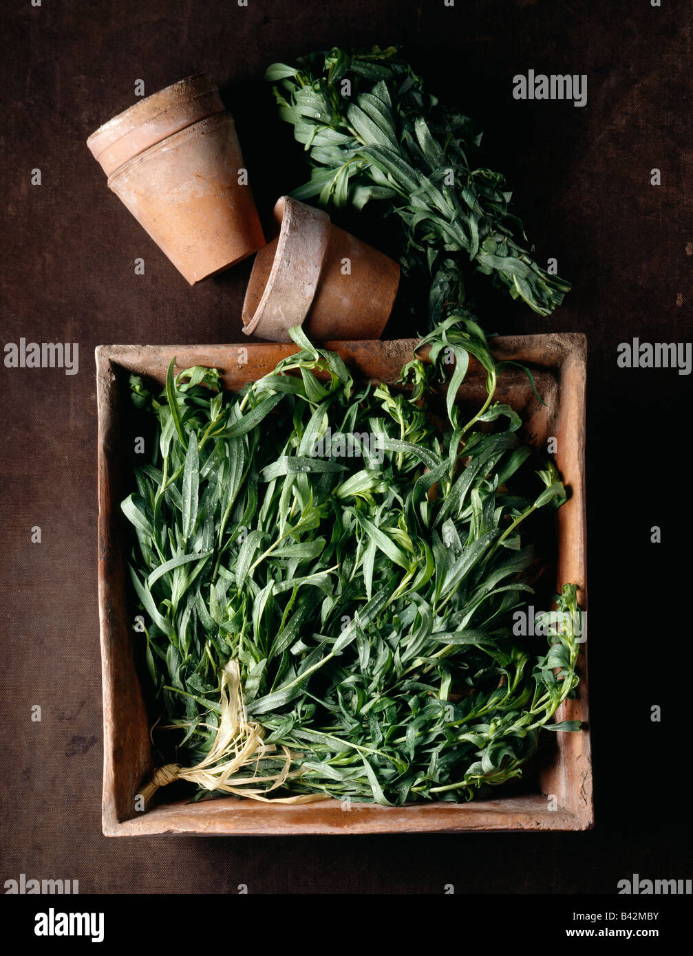 Tarragon plant pot hi-res stock photography and images - Alamy