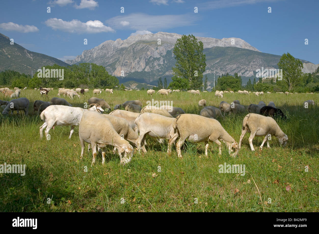 Goats grazing in foreground with mountains in background of Pyrenees ...