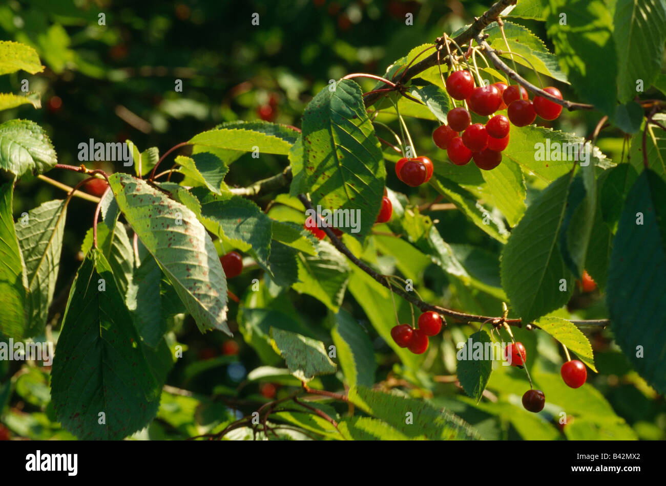 Cherries on the tree Stock Photo - Alamy