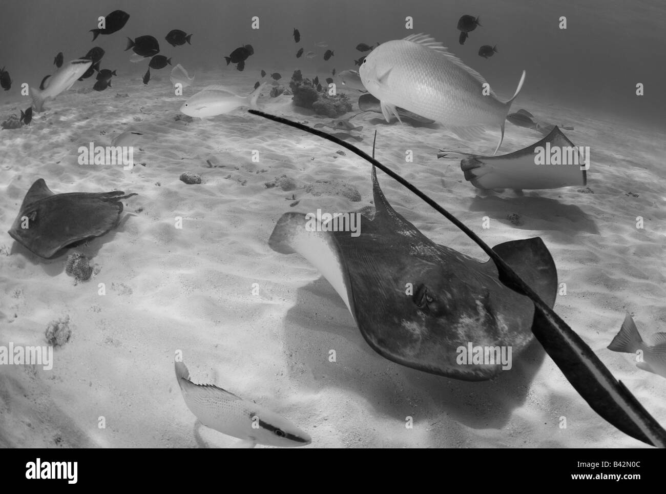 Sting ray city and cayman islands hi-res stock photography and images ...