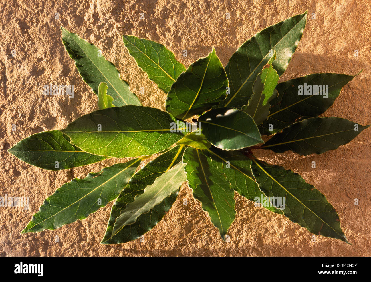 Sprig of laurel hi-res stock photography and images - Alamy