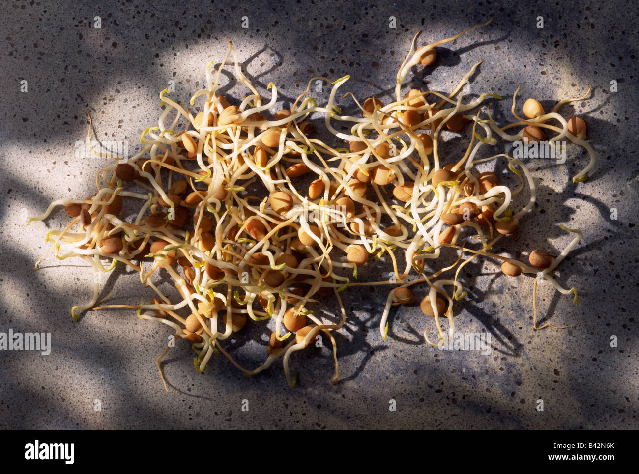 Soya germ hi-res stock photography and images - Alamy