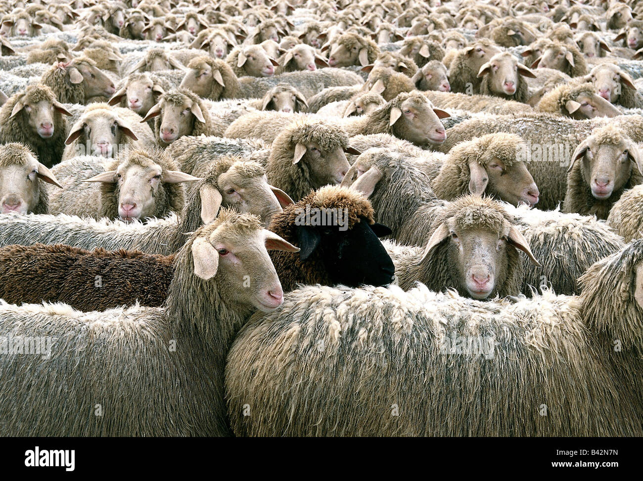 zoology / animals, mammal / mammalian, sheep, (Ovis), Skudde, herd of ...