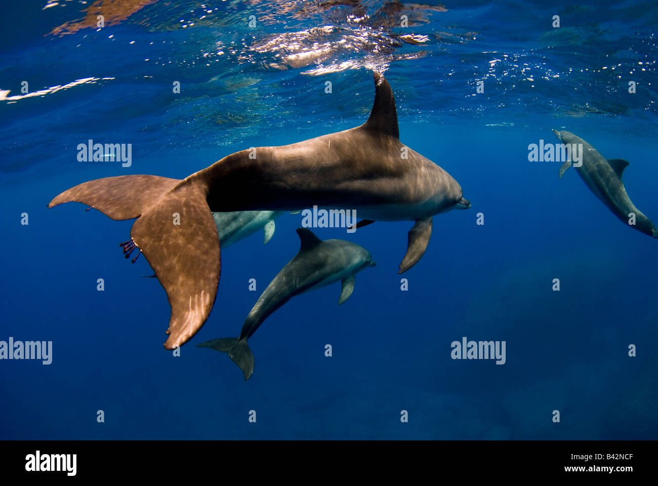 Ogasawara islands wildlife hi-res stock photography and images - Alamy