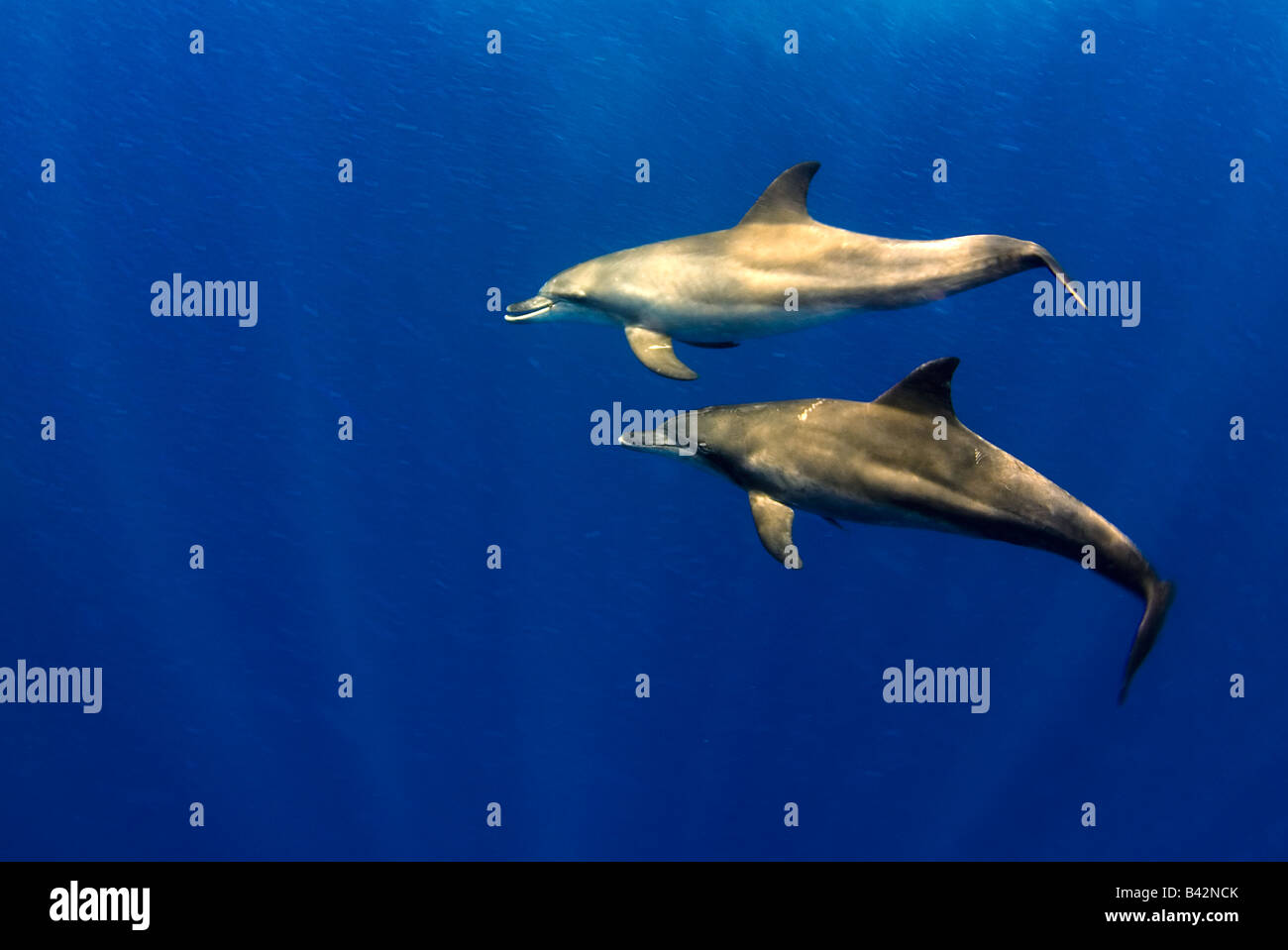 Indo pacific bottlenose dolphin reef hi-res stock photography and ...