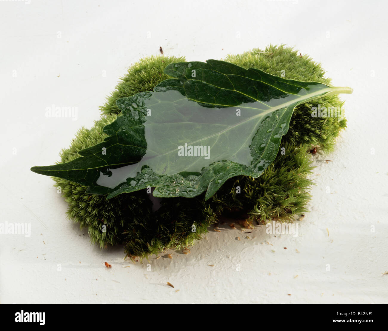 Water in a leaf Stock Photo - Alamy