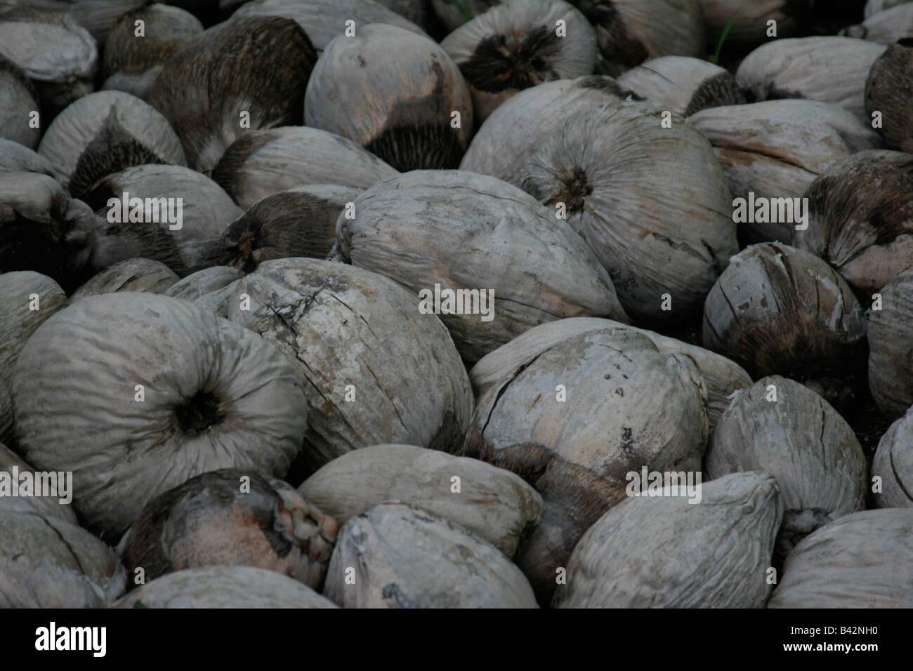Coconuts many hi-res stock photography and images - Alamy