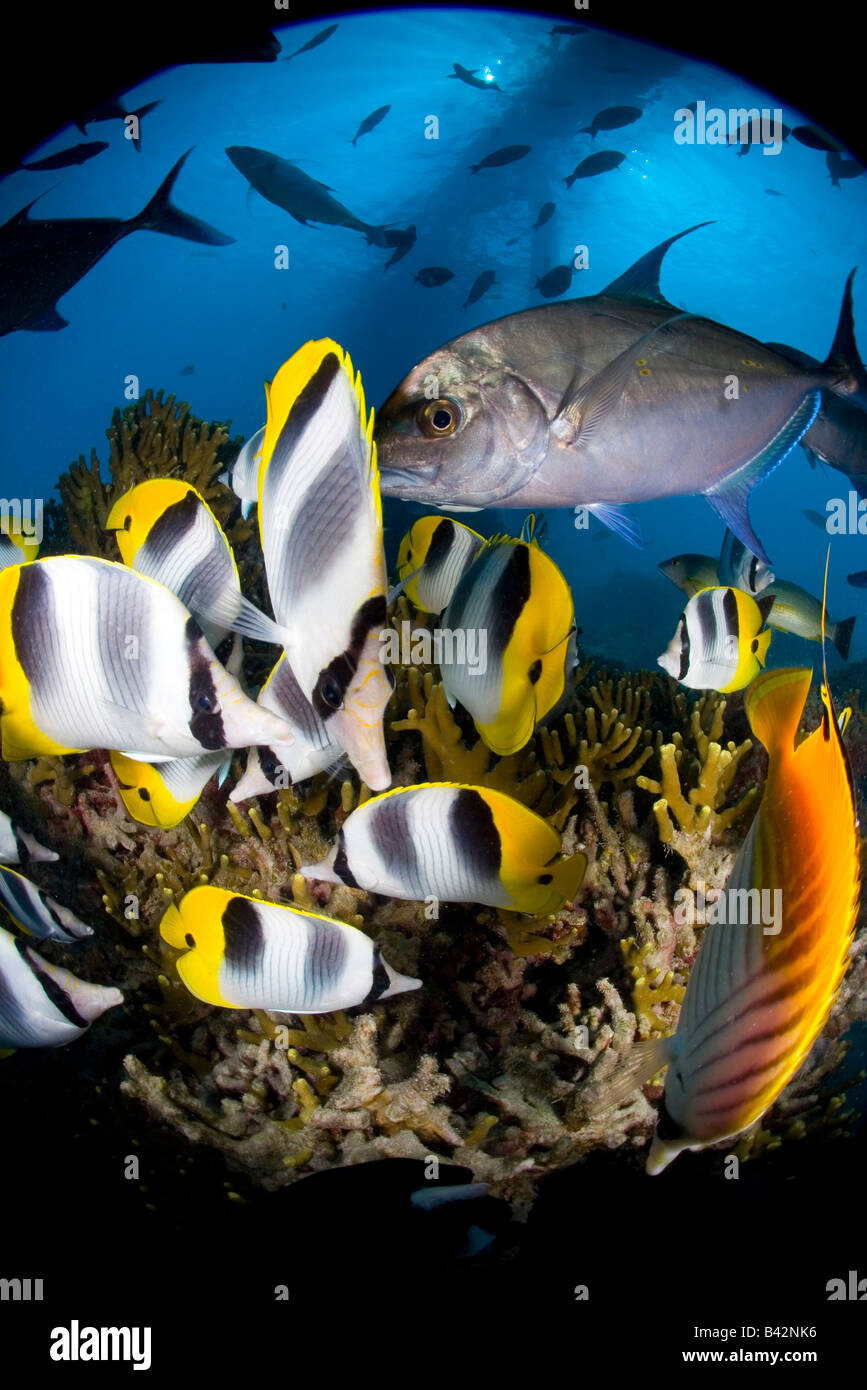 Pacific Double Saddle Butterflyfish Stock Photos & Pacific Double ...