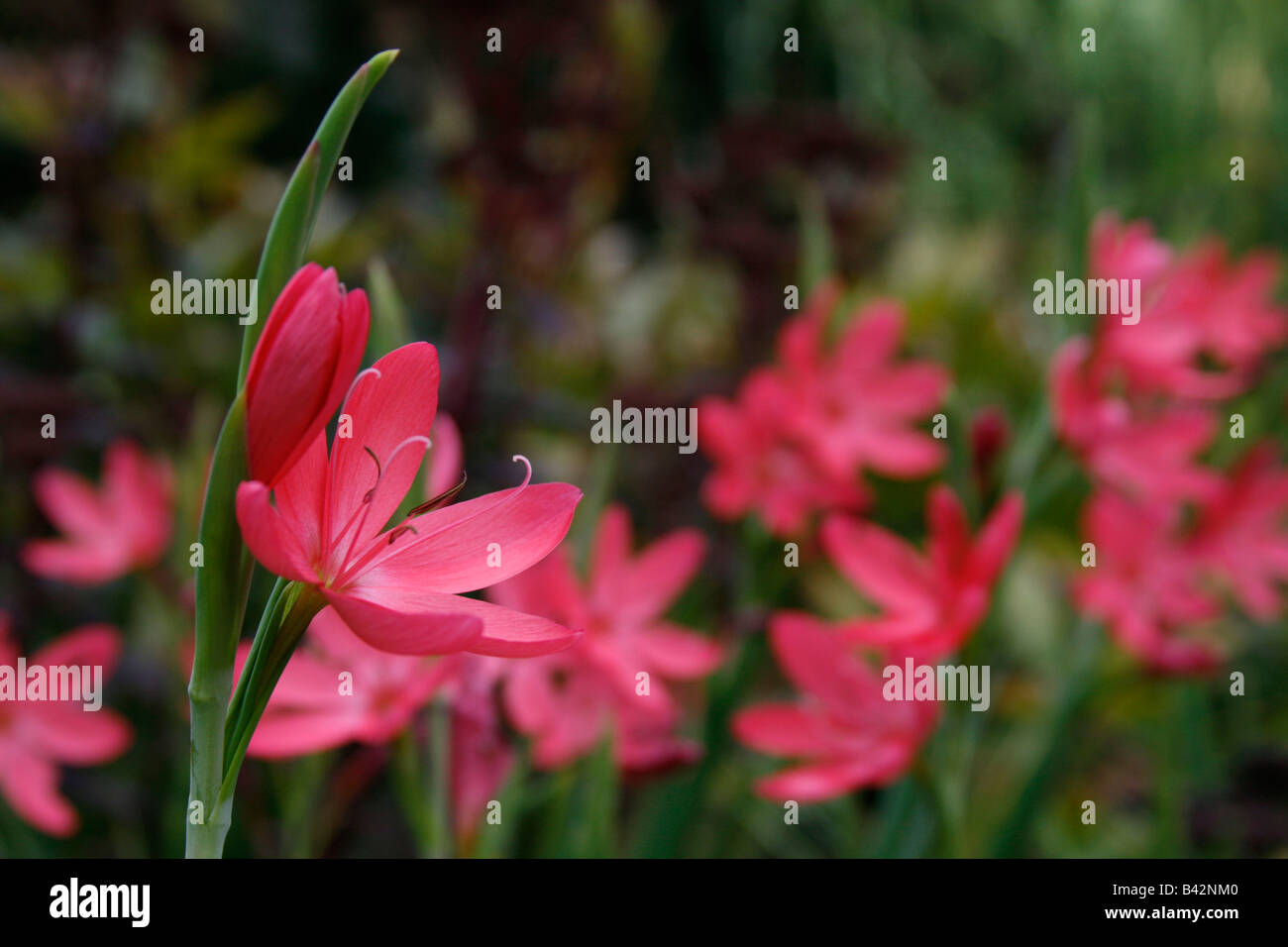 Flowers with stalk hi-res stock photography and images - Alamy