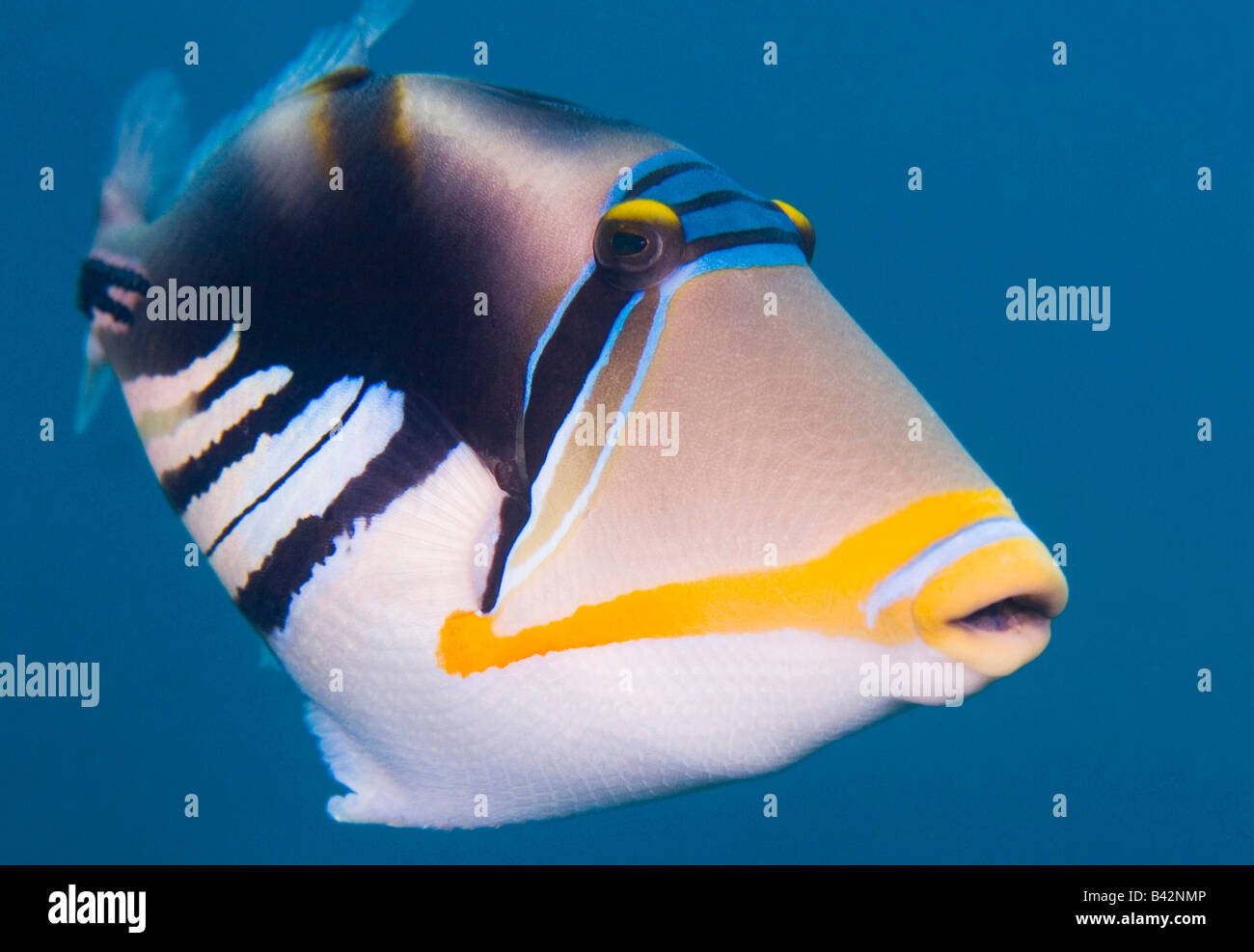 Picassofishes hi-res stock photography and images - Alamy