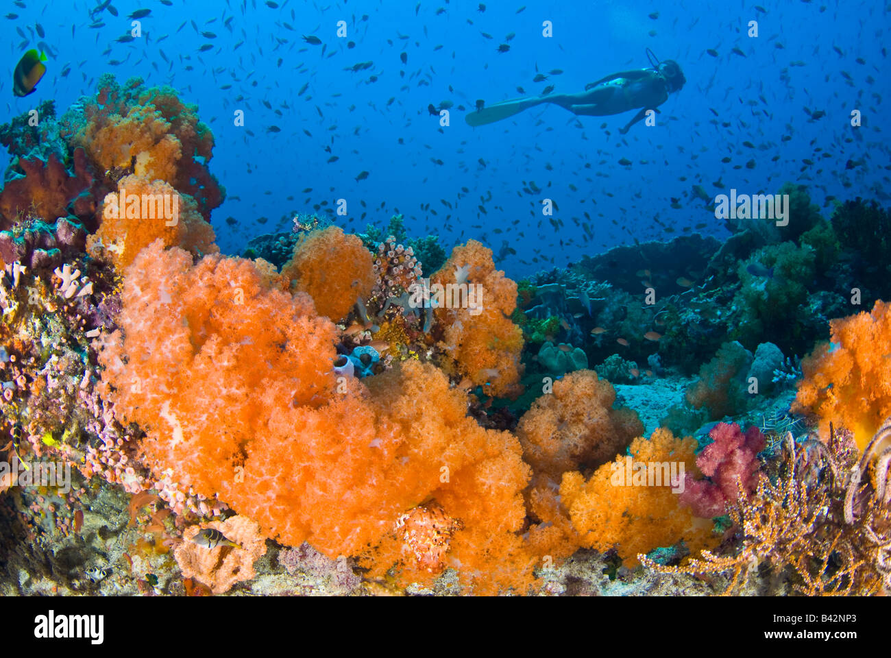 Scuba dive the flores sea hi-res stock photography and images - Alamy
