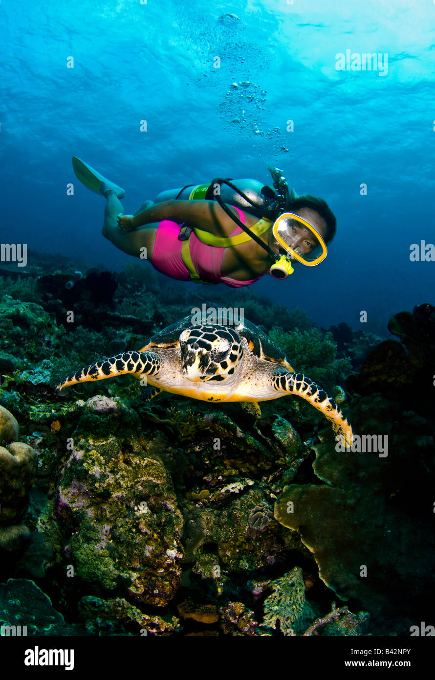 Hawksbill sea turtles red sea hi-res stock photography and images - Alamy