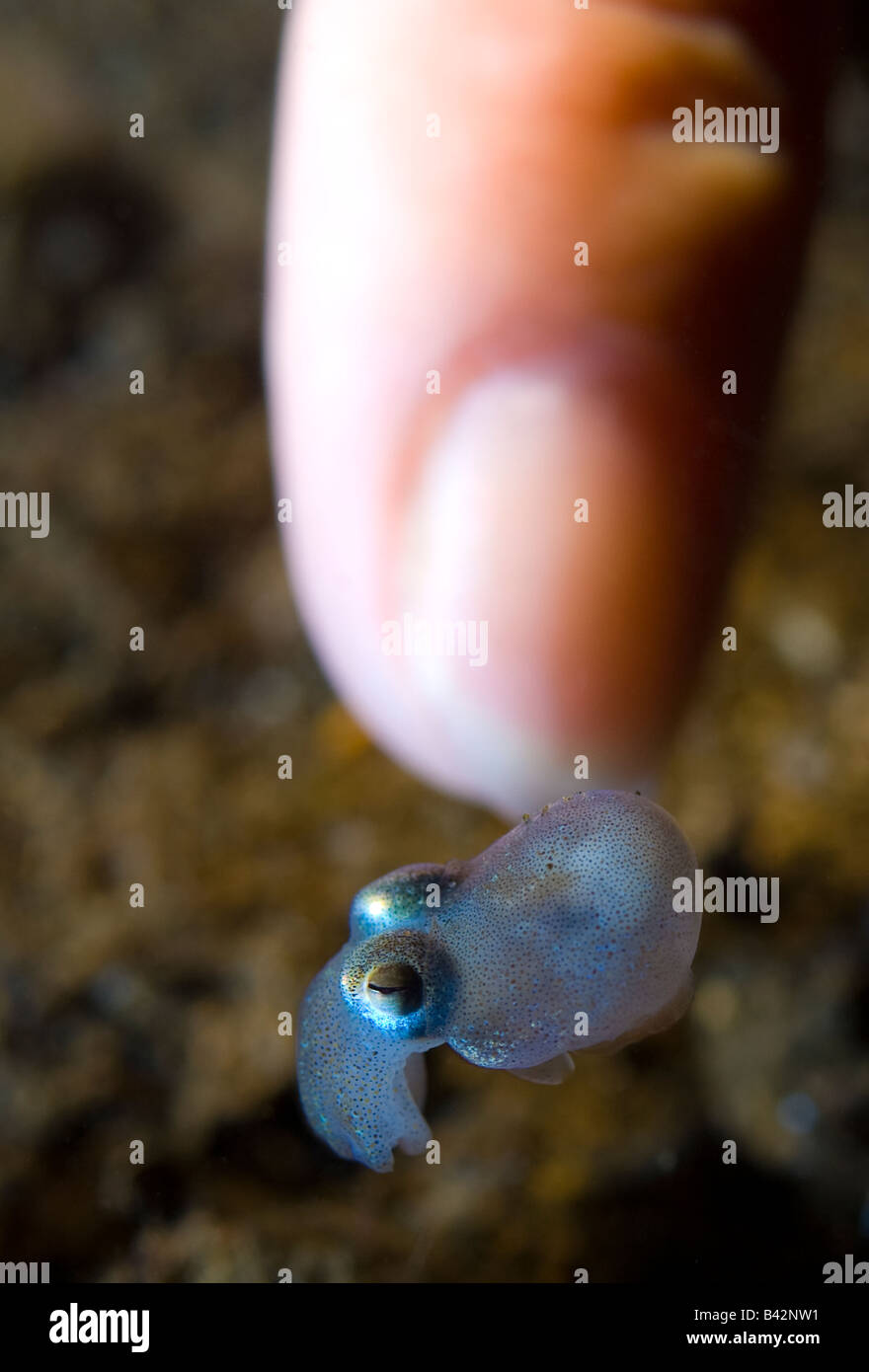Mini flores hi-res stock photography and images - Alamy