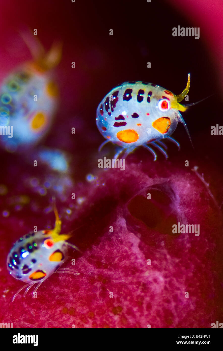 Gammarid hi-res stock photography and images - Alamy