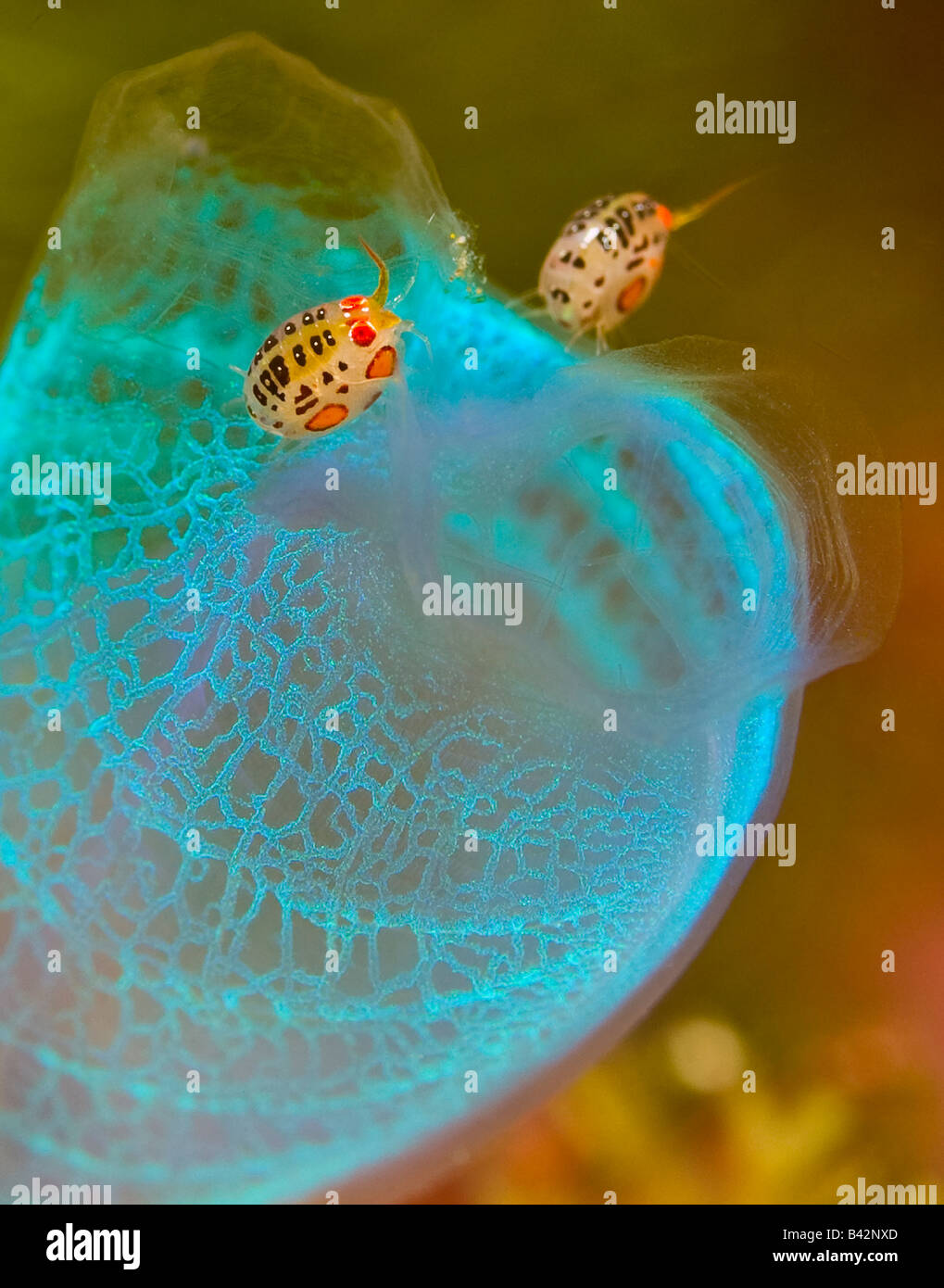 Gammarid hi-res stock photography and images - Alamy