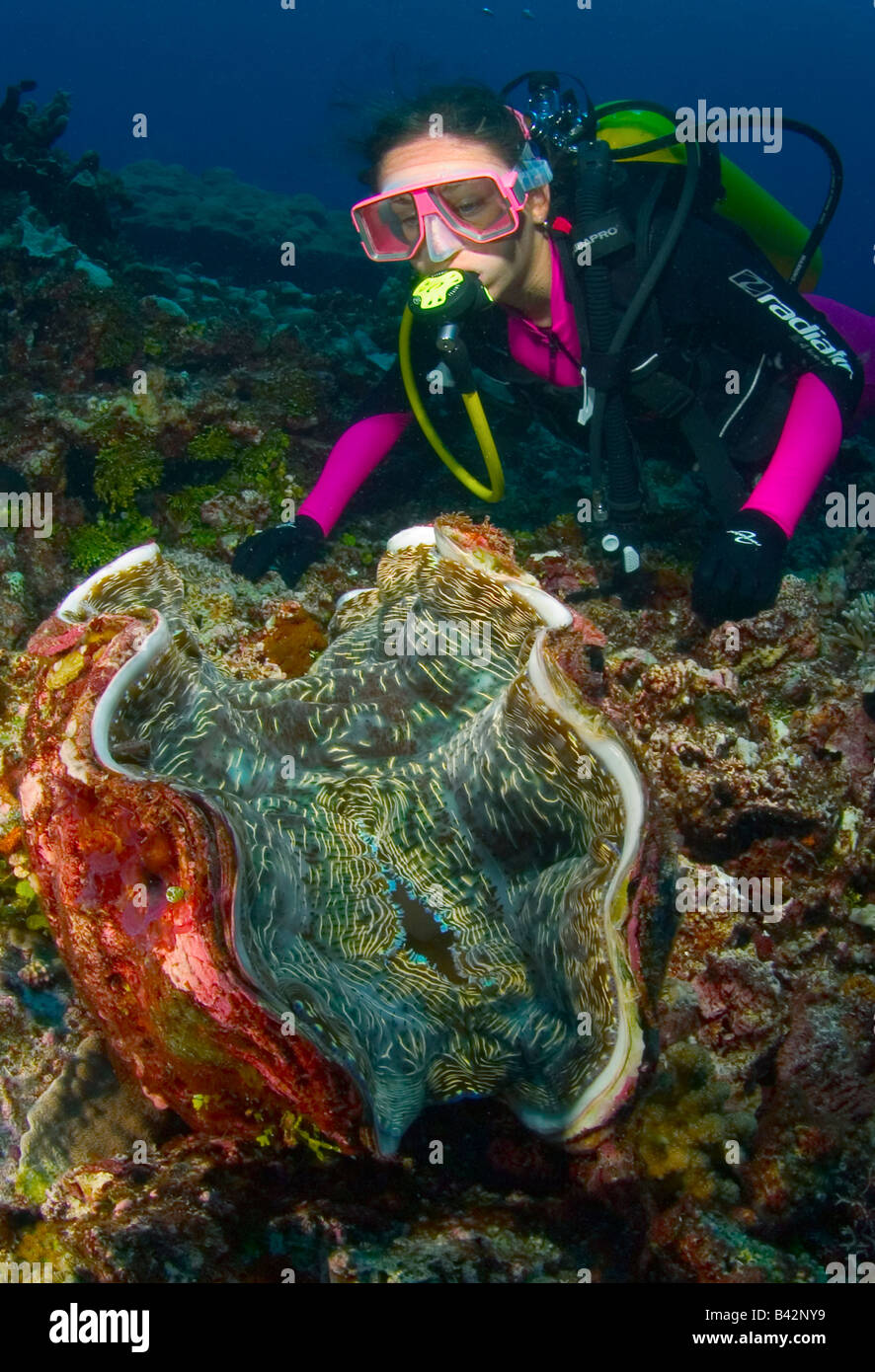 Giant clam scuba diving diver hi-res stock photography and images - Alamy