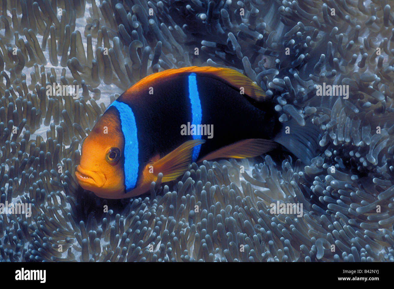 Orange Fin Anemonefish High Resolution Stock Photography and Images - Alamy