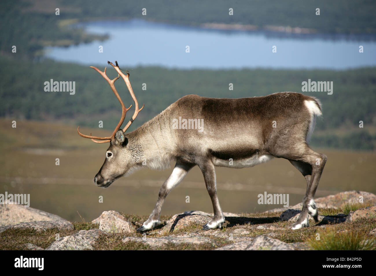 The area of Cairngorm, Scotland. Roaming reindeer in the Cairngorm ...