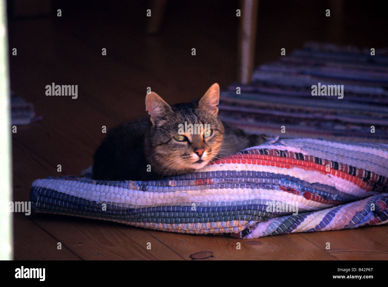 Rolled cat hi-res stock photography and images - Alamy