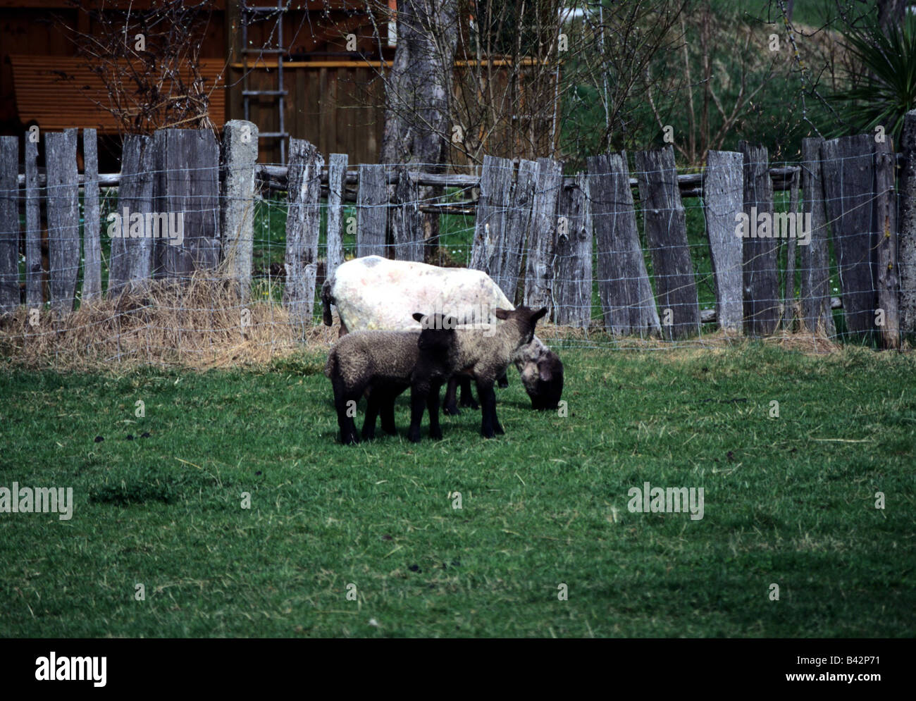 Two black sheep hi-res stock photography and images - Alamy