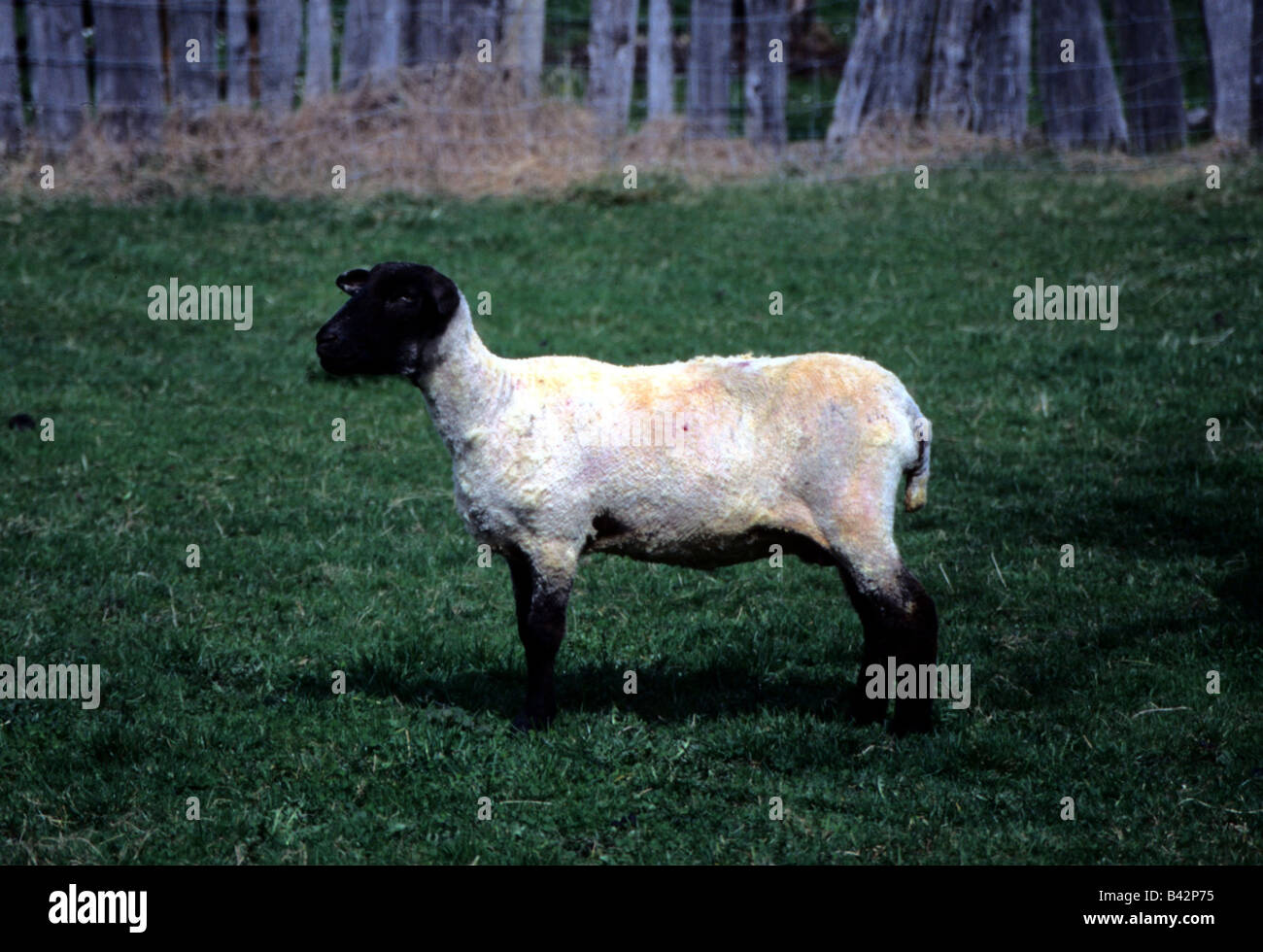 zoology / animals, mammal / mammalian, sheep, (Ovis), standing on ...