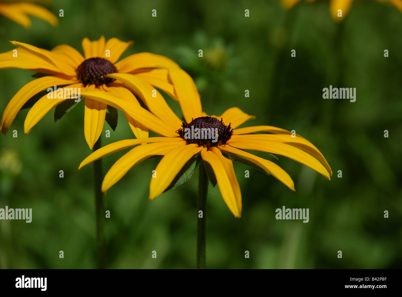 yellow sunflowers, field, garden, sunflower Stock Photo - Alamy