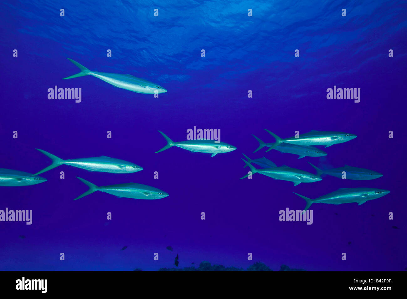 School of rainbow runner hi-res stock photography and images - Alamy