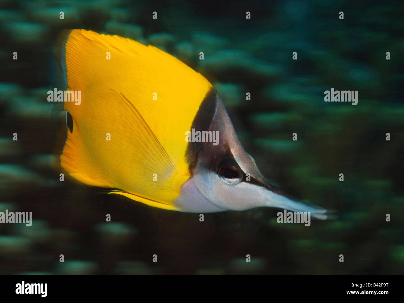 Forcipiger Flavissimus High Resolution Stock Photography and Images - Alamy