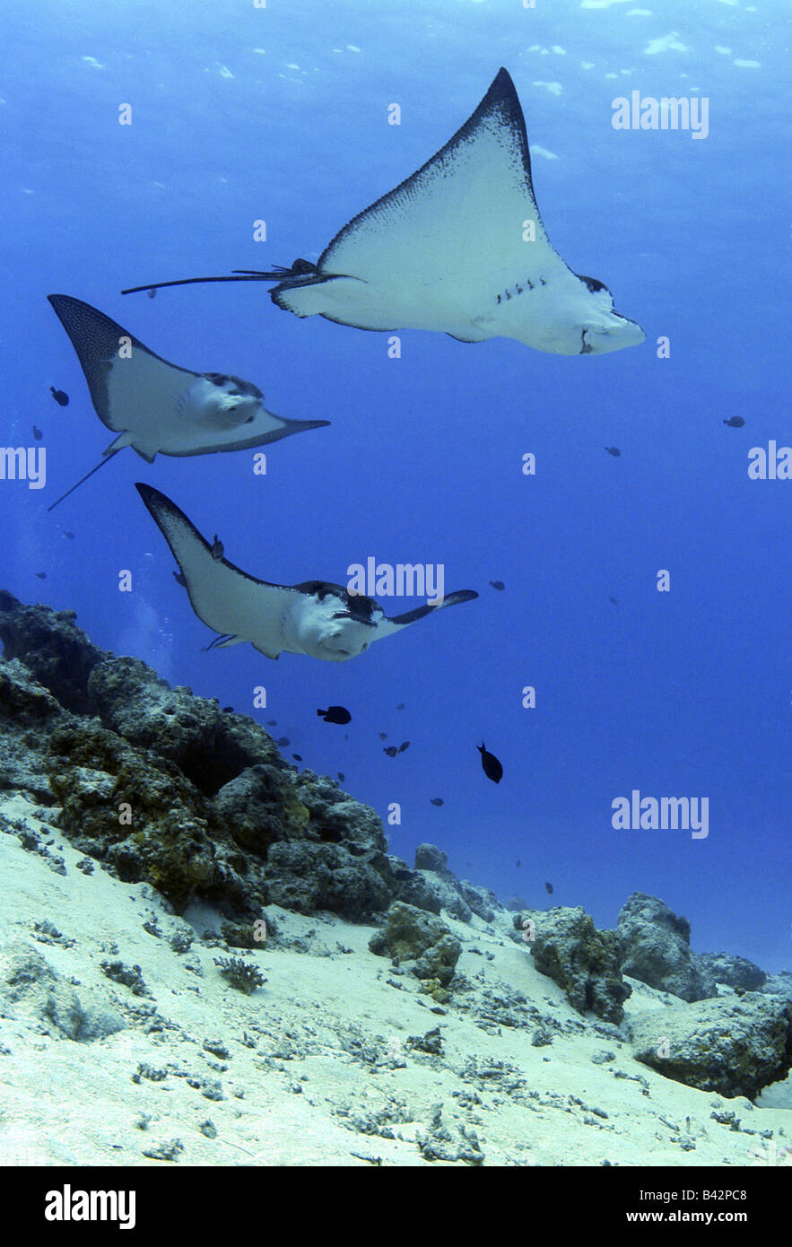 School of eagle rays hi-res stock photography and images - Alamy